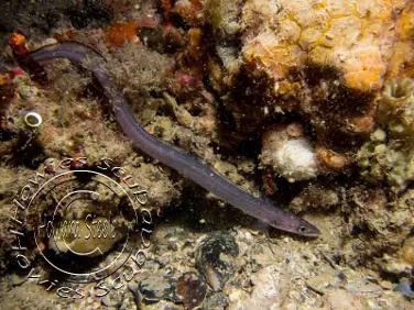 Conger Eels, Howies Scuba